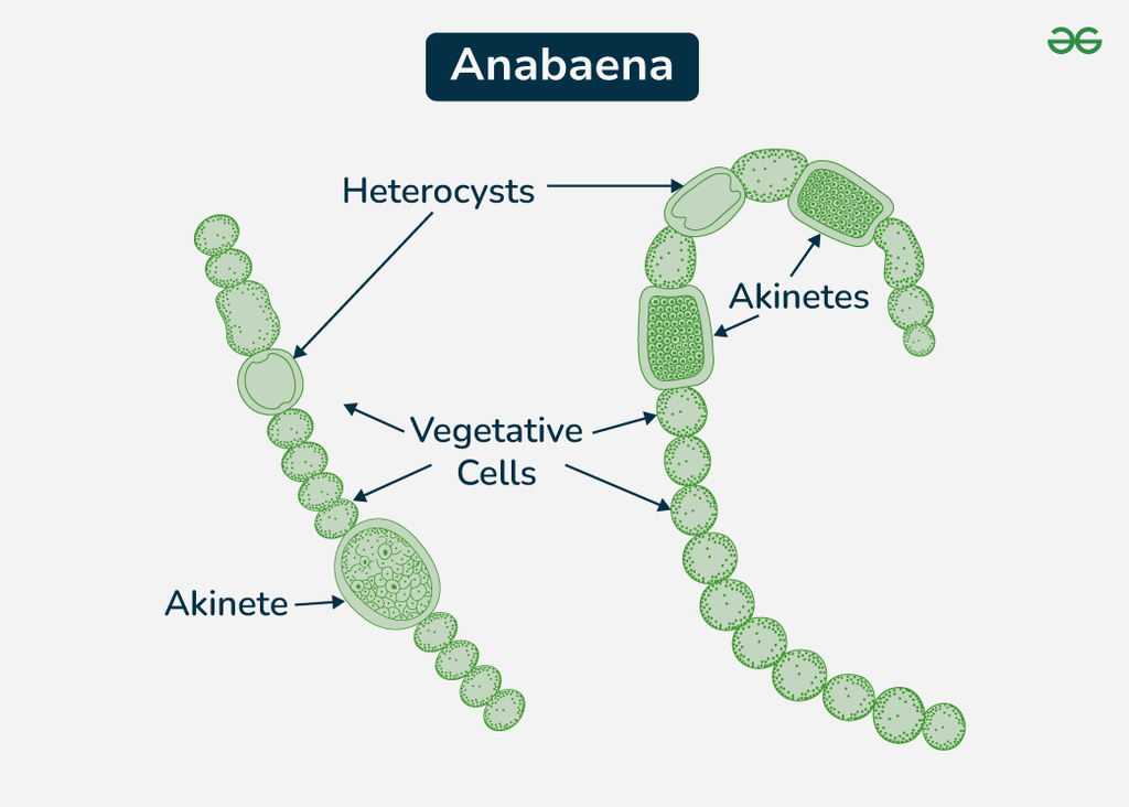 Anabaena - GeeksforGeeks