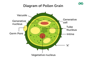 Pollen Grain Diagram - GeeksforGeeks