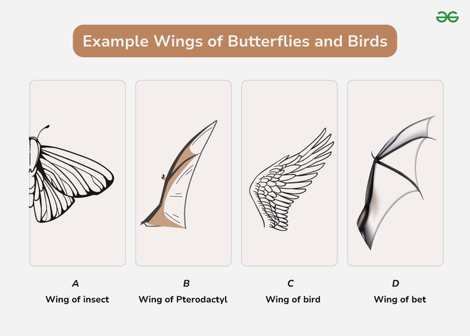 Analogy Evolution - GeeksforGeeks