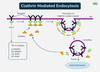 Endocytosis - GeeksforGeeks
