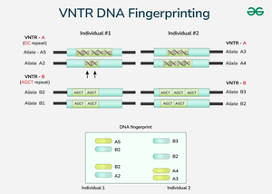 What is VNTR? - GeeksforGeeks