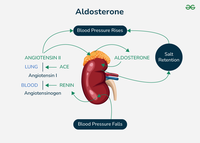 Aldosterone - GeeksforGeeks