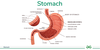 Facts About Stomach - GeeksforGeeks