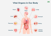 Vital and Non-vital Organs in Our Body - GeeksforGeeks