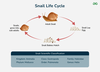 Snail Life Cycle - GeeksforGeeks