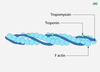 Actin Filaments - GeeksforGeeks