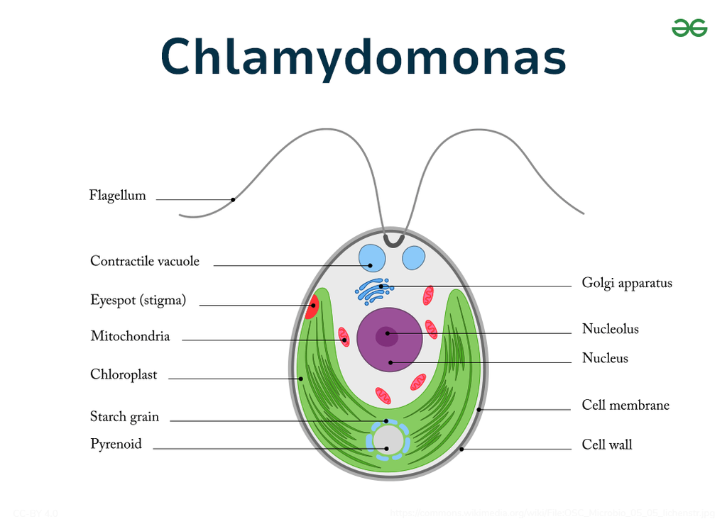 Chlamydomonas - GeeksforGeeks