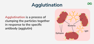 Agglutinin - GeeksforGeeks
