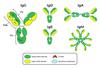 Types of Antibody and Functions - GeeksforGeeks