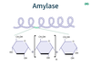Amylase - GeeksforGeeks