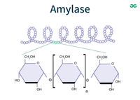 Amylase - GeeksforGeeks