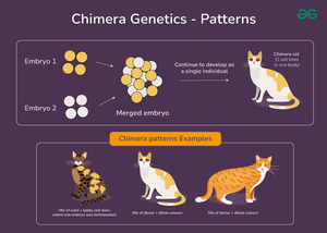 Chimera - Genetics - GeeksforGeeks