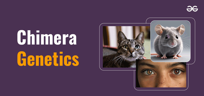 Chimera - Genetics - GeeksforGeeks
