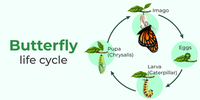 Life Cycle of Butterfly - GeeksforGeeks