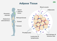 Adipose Tissue - GeeksforGeeks