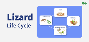 Lizard Life Cycle - GeeksforGeeks