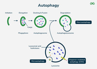Autophagy - GeeksforGeeks