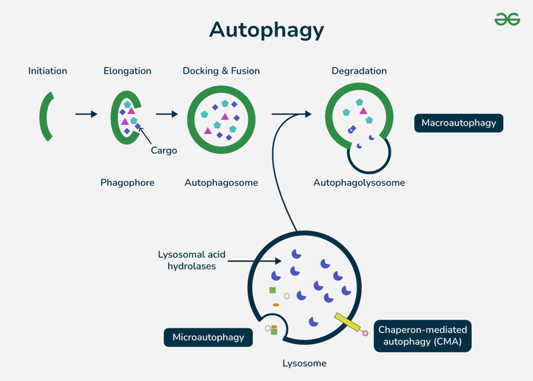 Autophagy - GeeksforGeeks