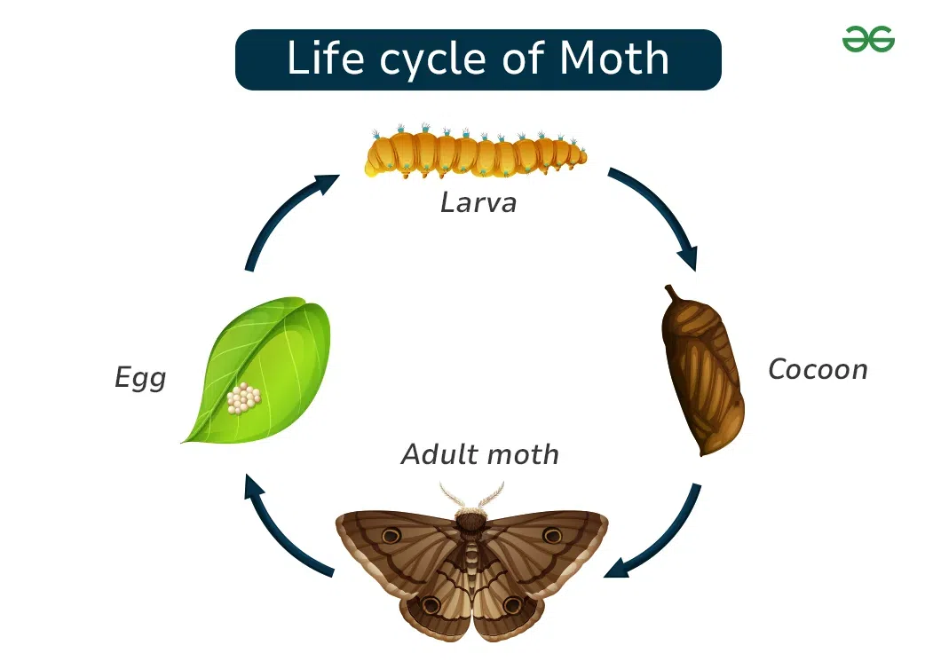 Moth Life Cycle GeeksforGeeks Moth Life Cycle GeeksforGeeks