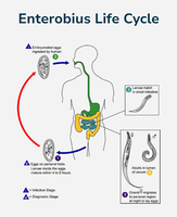 Enterobius Life Cycle - GeeksforGeeks