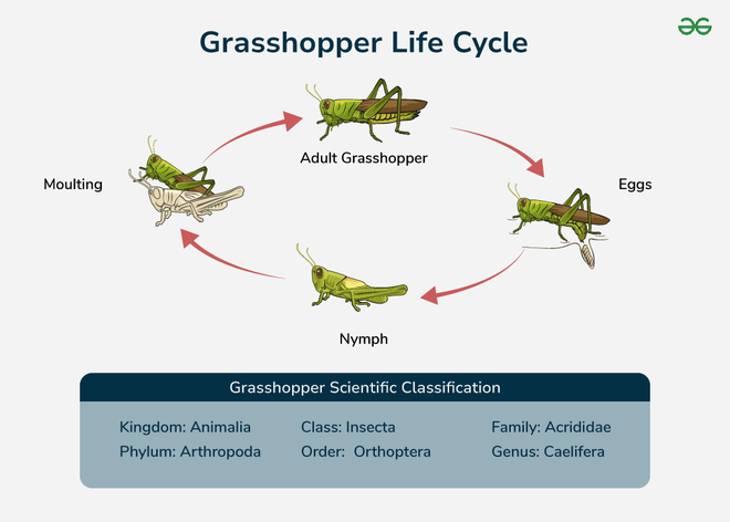 Grasshopper Life Cycle - GeeksforGeeks
