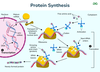 How Are Proteins Synthesized? - GeeksforGeeks