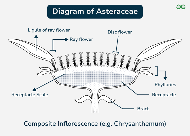 Asteraceae - Angiosperm Family - GeeksforGeeks