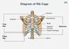 Ribcage Diagram - GeeksforGeeks