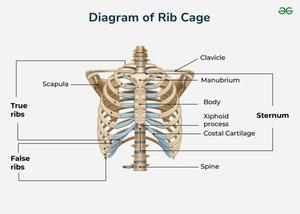 Ribcage Diagram - GeeksforGeeks