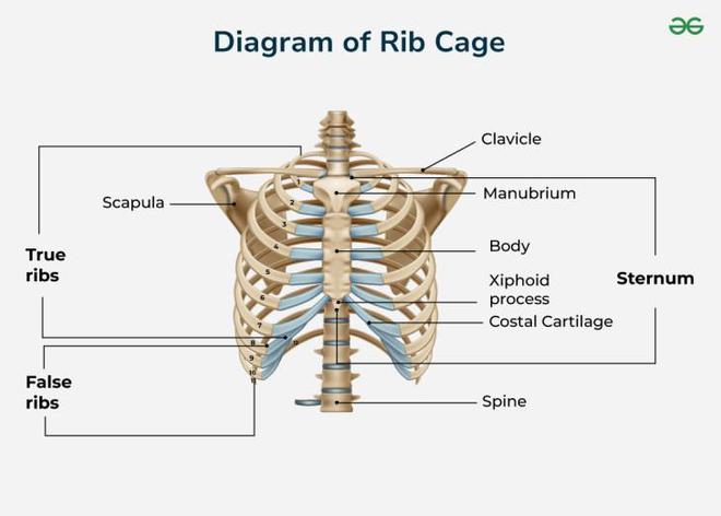 Ribcage Diagram - GeeksforGeeks