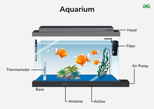 Aquarium - GeeksforGeeks