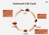 Life Cycle of Cockroach - GeeksforGeeks