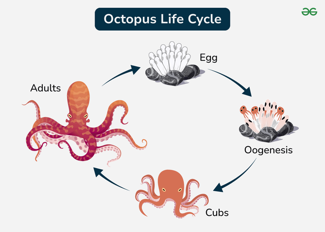 Octopus Life Cycle: Stages, Diagram, & Characteristics - GeeksforGeeks