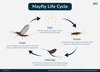 Mayfly Life Cycle - GeeksforGeeks