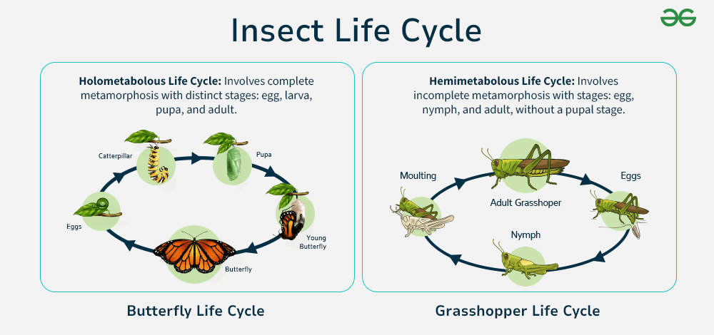 Insect Life Cycle GeeksforGeeks