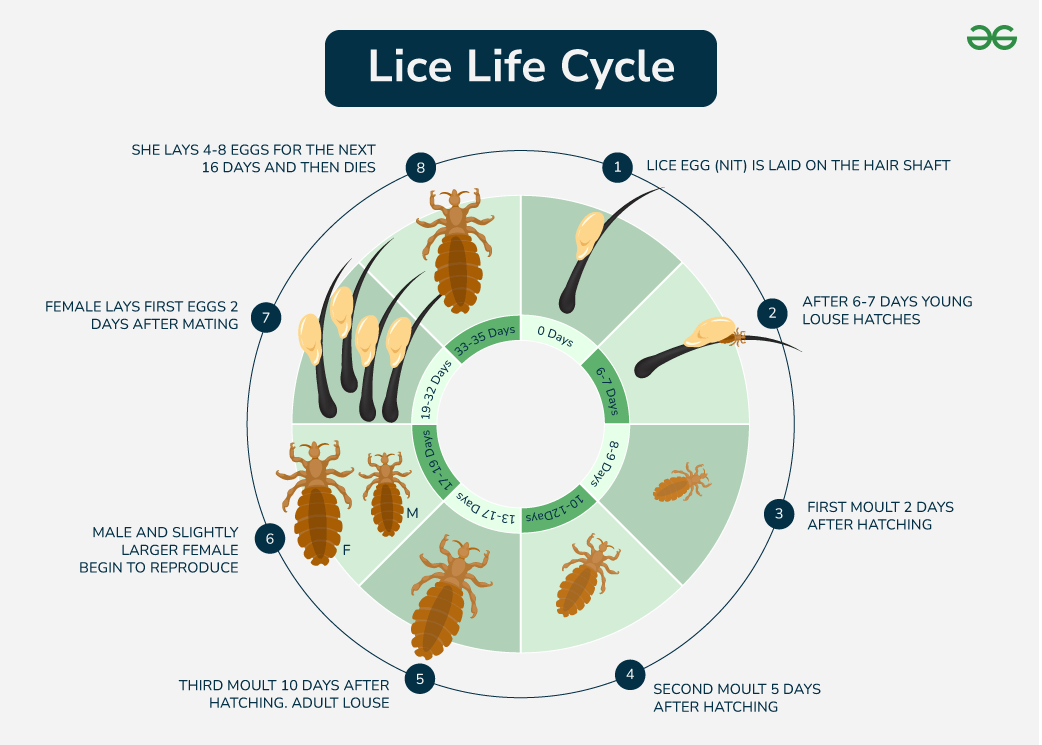 Lice Life Cycle GeeksforGeeks Lice Life Cycle GeeksforGeeks