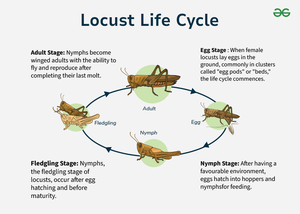 Locust Life Cycle - GeeksforGeeks