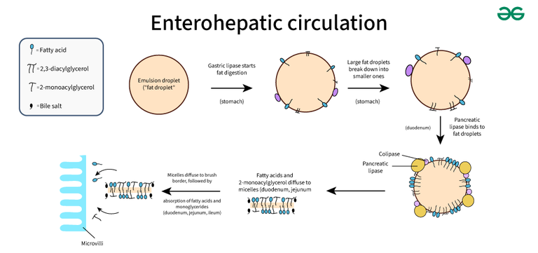 Role of Bile Salt in Digestion - GeeksforGeeks