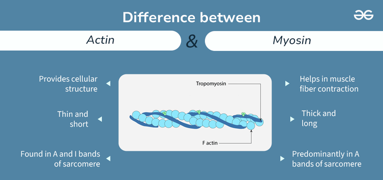 Difference Between Actin and Myosin - GeeksforGeeks