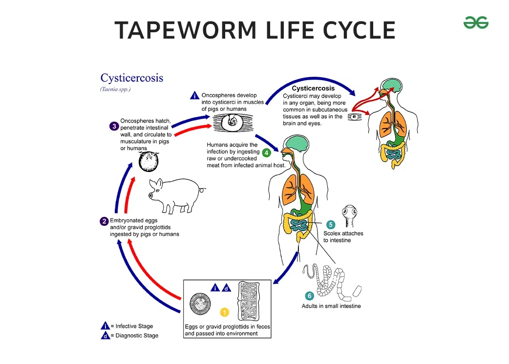 Tapeworm Life Cycle Introduction Life Cycle FAQs GeeksforGeeks