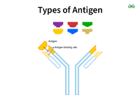 Types of Antigen - GeeksforGeeks