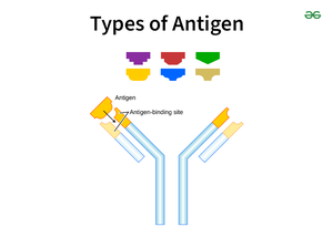 Types of Antigen - GeeksforGeeks