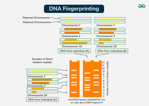 What is DNA Fingerprinting? - GeeksforGeeks