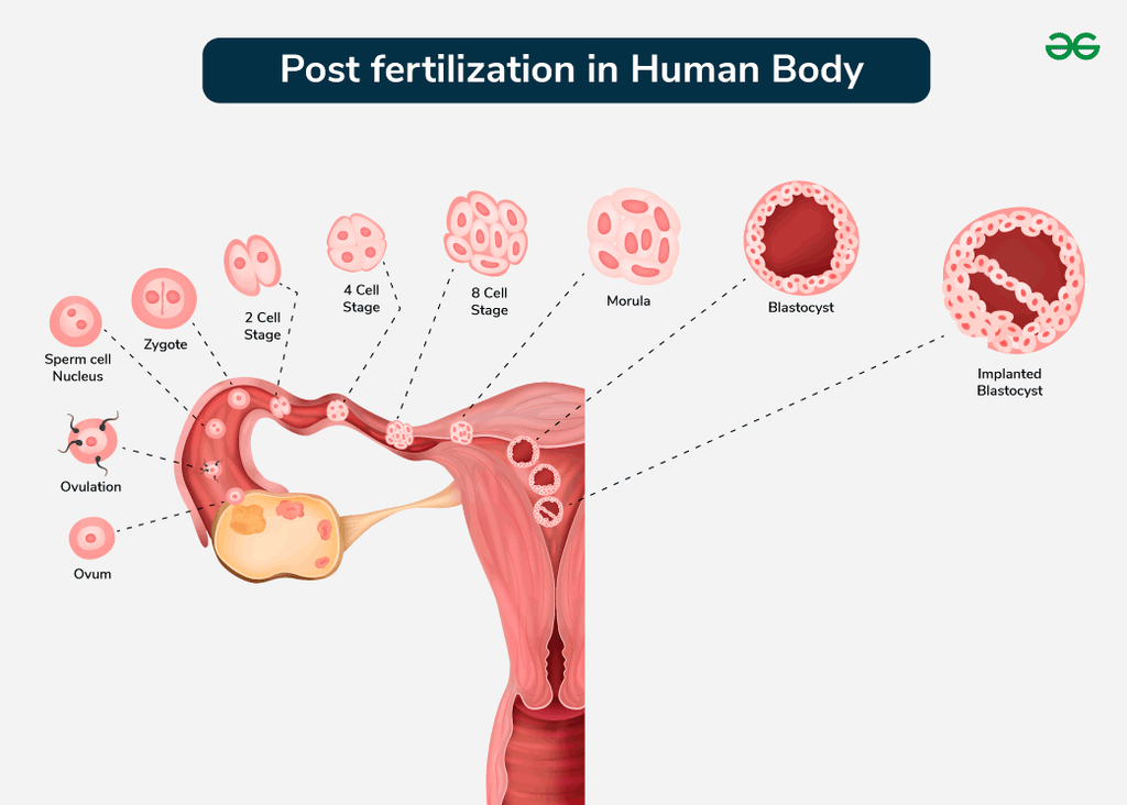 Post Fertilization - GeeksforGeeks