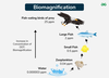 Biomagnification - GeeksforGeeks