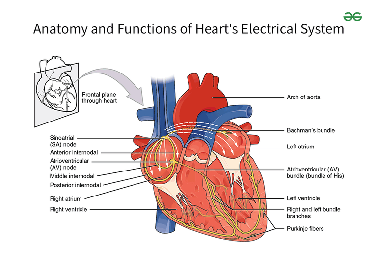 Anatomy and Functions of Heart's Electrical System - GeeksforGeeks