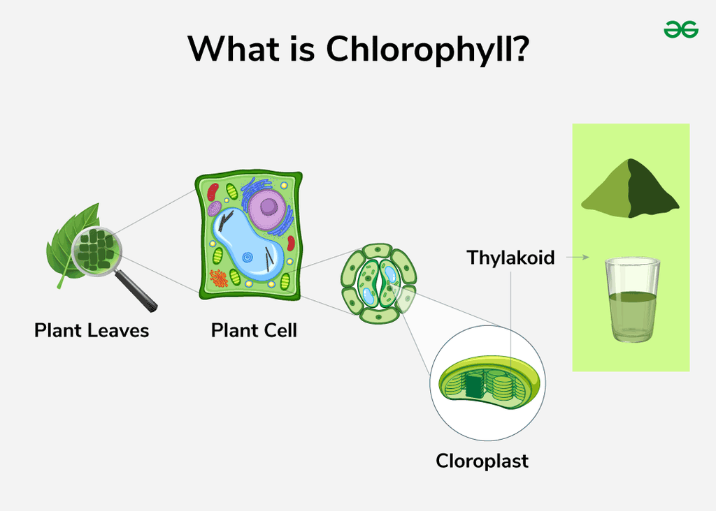 What is Chlorophyll? - GeeksforGeeks