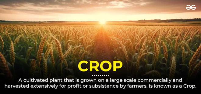 Improvement in Crop Yields - GeeksforGeeks