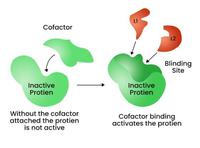 Difference Between Cofactor And Coenzyme - GeeksforGeeks