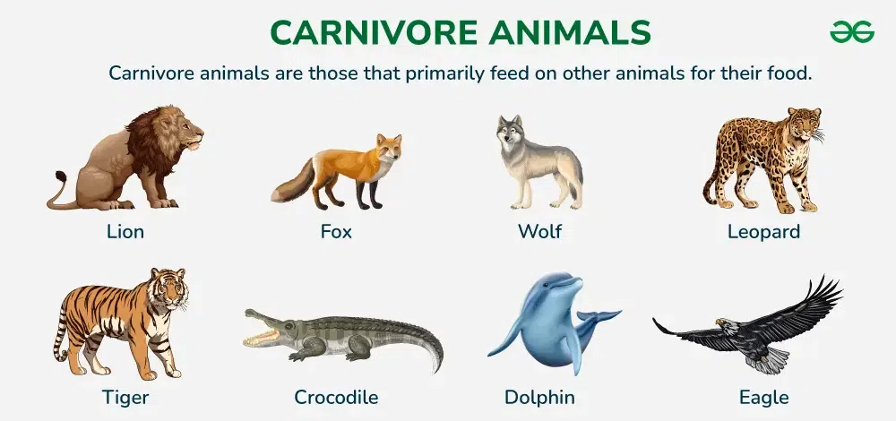 Carnivores Animals Introduction Types Importance Examples Carnivores Animals Introduction Types Importance Examples